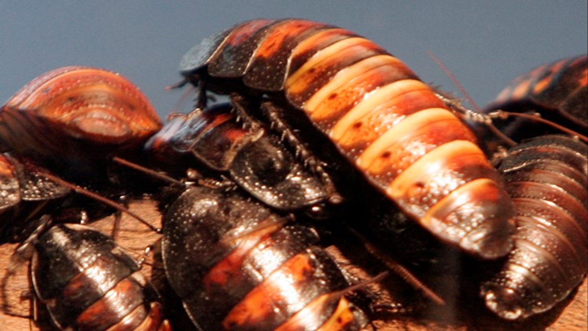 San Antonio Zoo will feed animals a cockroach named after your ex ...