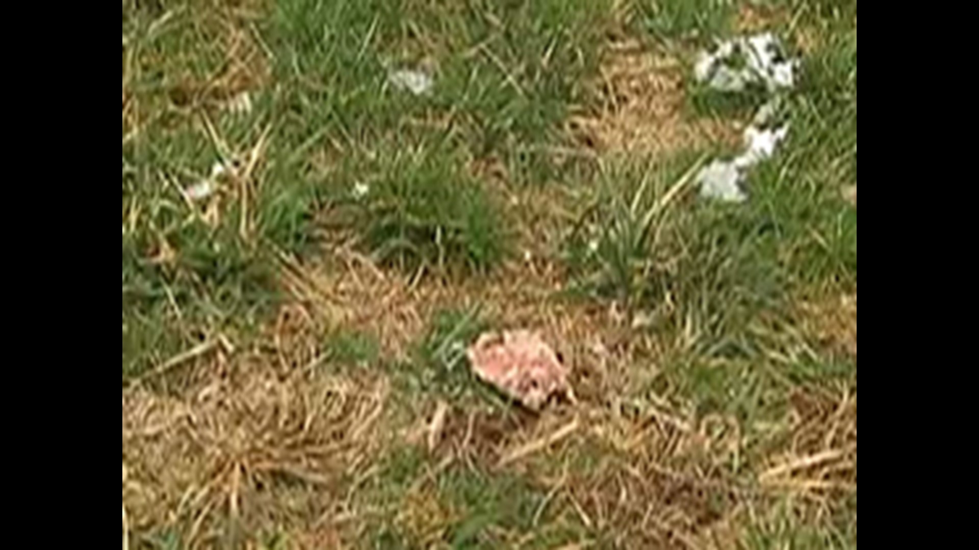 Former Councilman Finds Dozens Of Dead Animals In Yard | 10tv.com