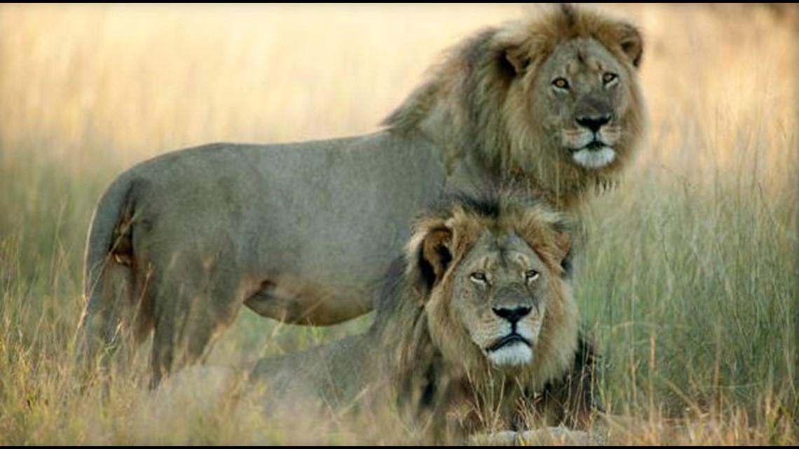 New lion poaching charge against 2nd American | 10tv.com