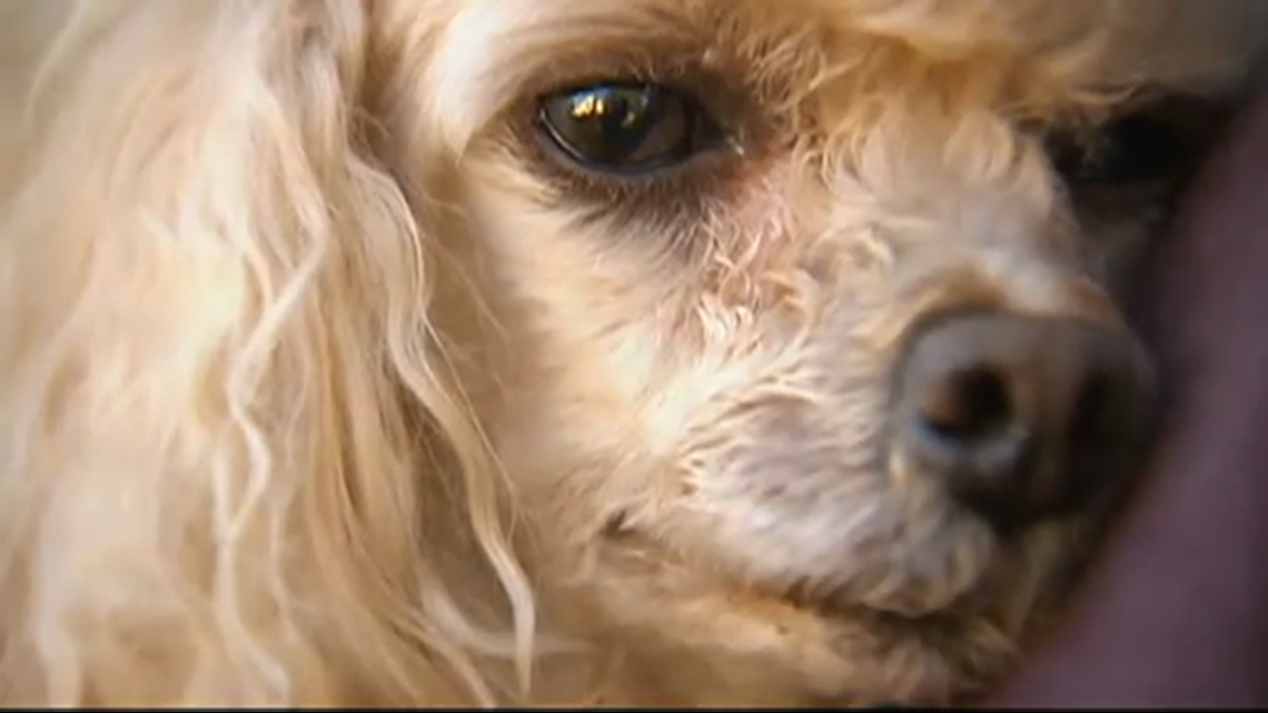 Poodle Attacked By Dog That's Killed Before | 10tv.com