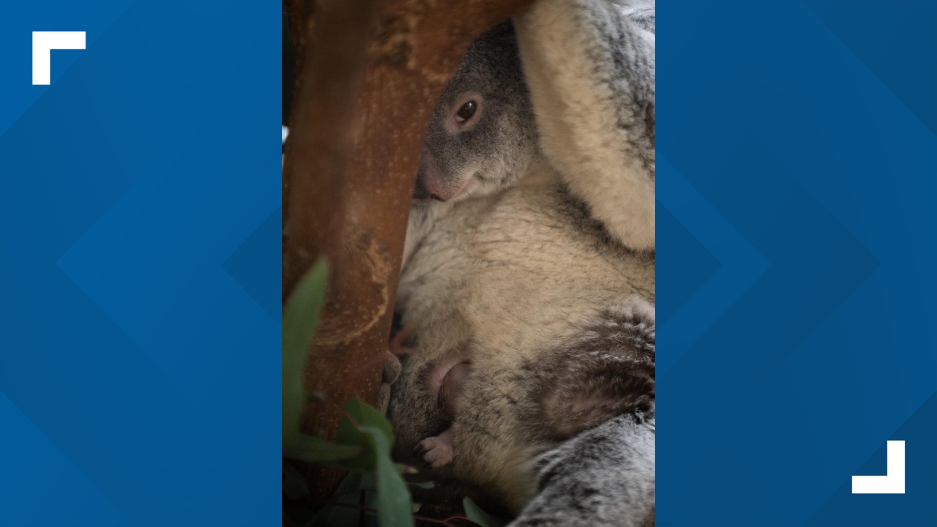 Columbus Zoo welcomes first baby koala born at the zoo in 15 years ...