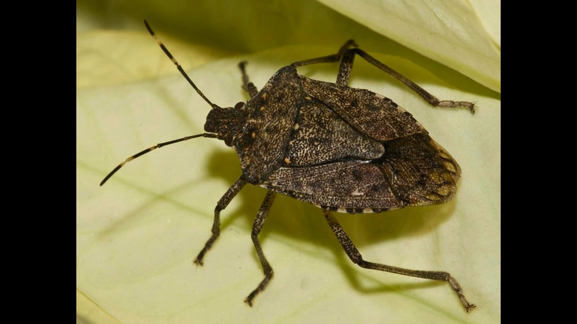 Study: Polar Vortex may have killed 95 percent of stink bugs | 10tv.com