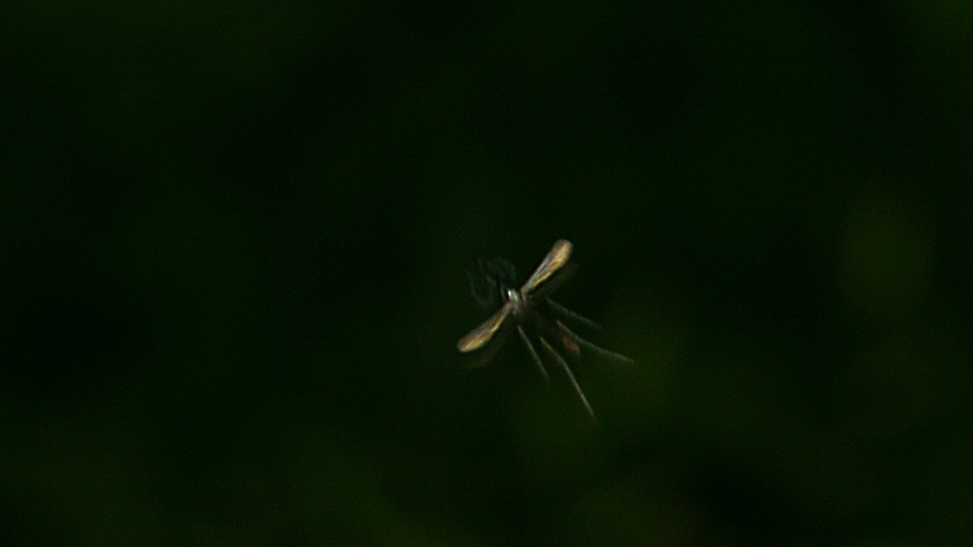 Swarms of midges appearing across central Ohio | 10tv.com