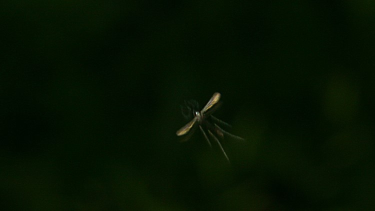 Swarms of midges appearing across central Ohio | 10tv.com
