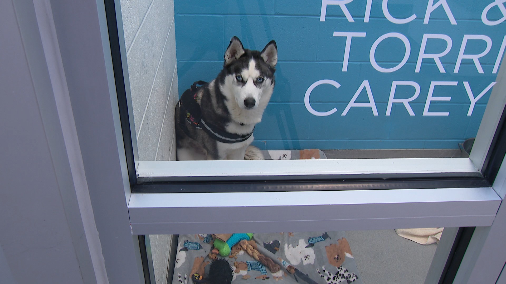 Columbus Humane assists abandoned animals with shelter, medical care | 10tv.com