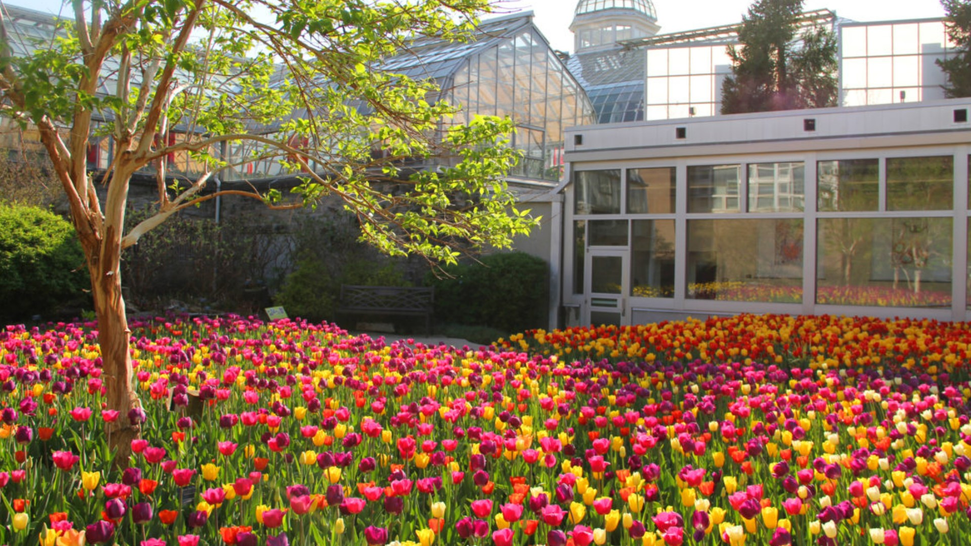 'Cocktails at the Conservatory' returns with new themed events for 2026 ...