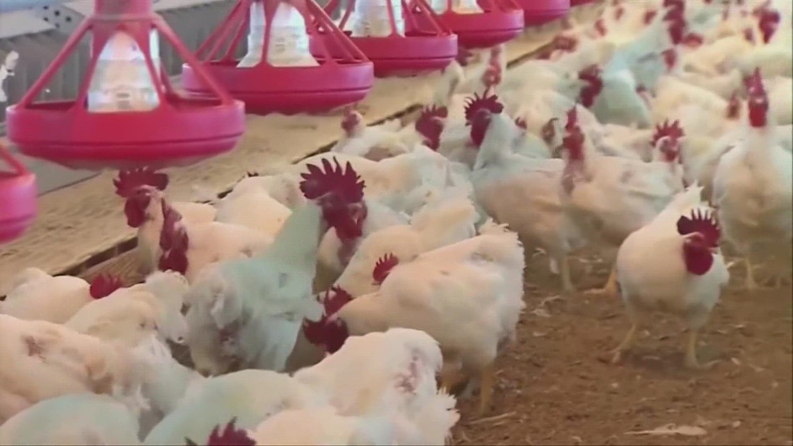 Farmers in Ohio on alert as bird flu spreads in nearby states | 10tv.com