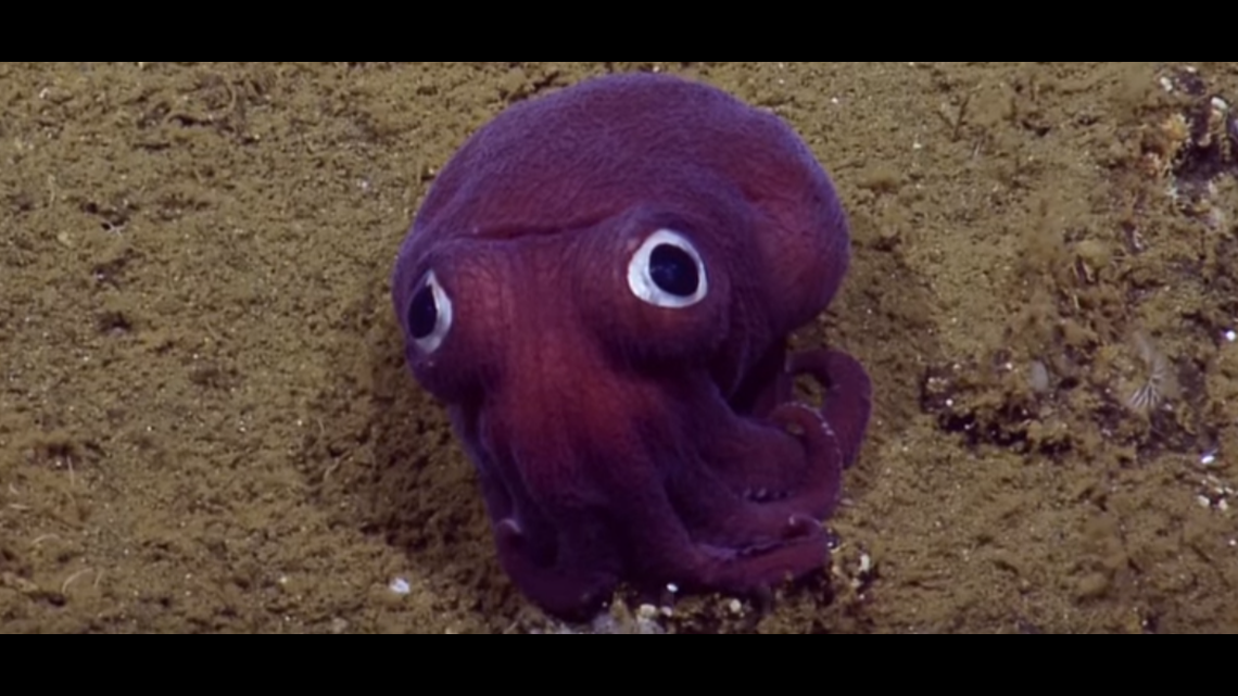 Look at this googly-eyed squid | 10tv.com