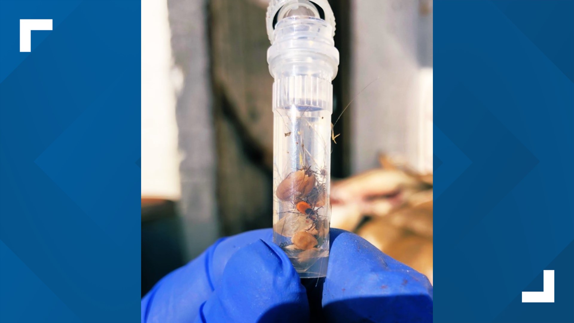 Tick season has arrived in central Ohio | 10tv.com