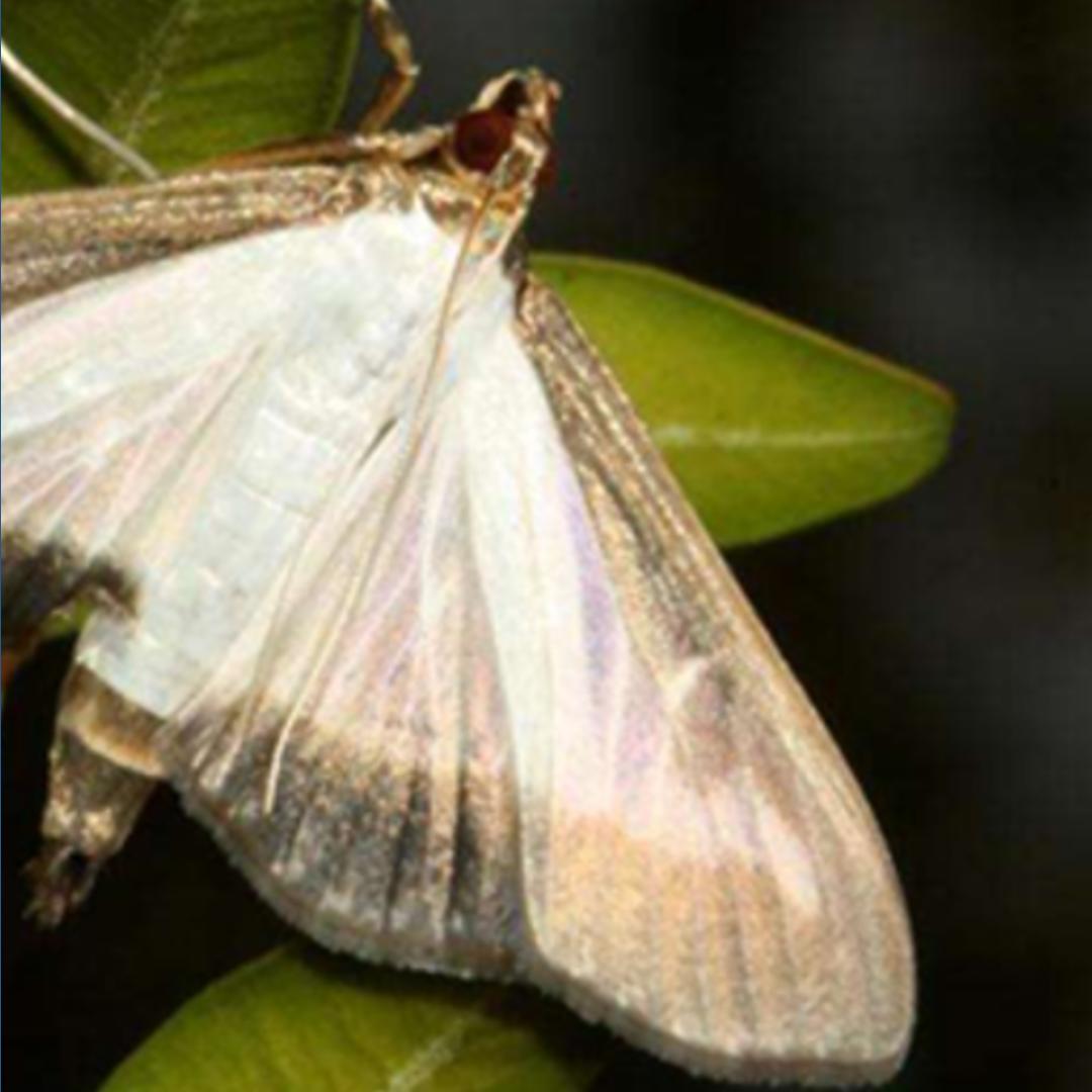 Box tree moth identified in 4 more Ohio counties | 10tv.com