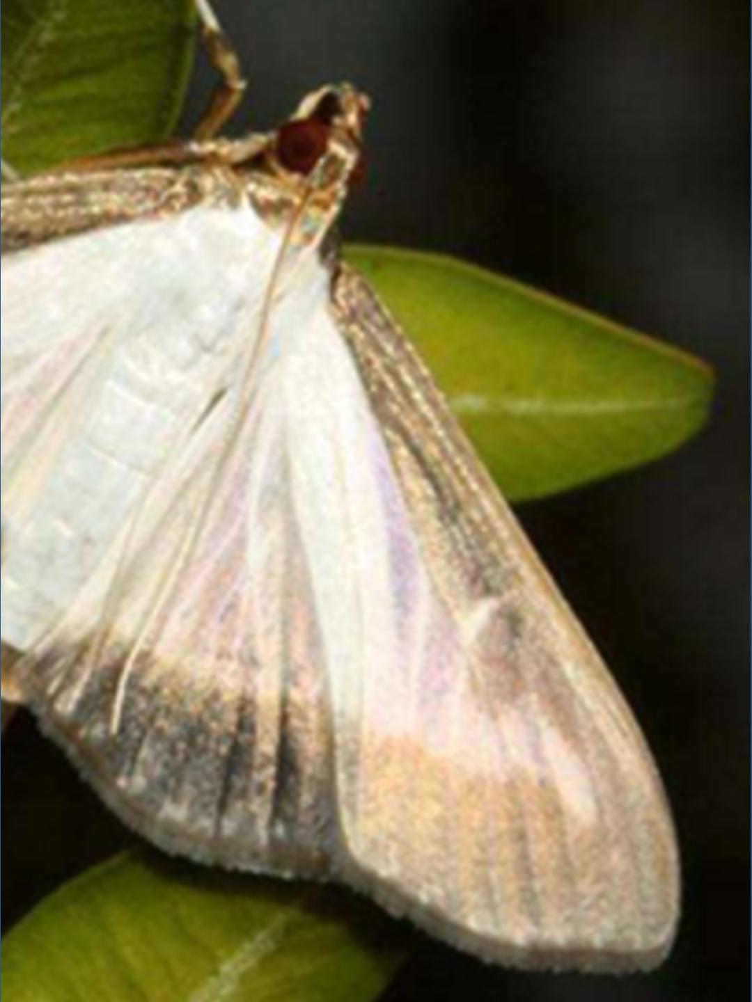 Box tree moth identified in 4 more Ohio counties | 10tv.com