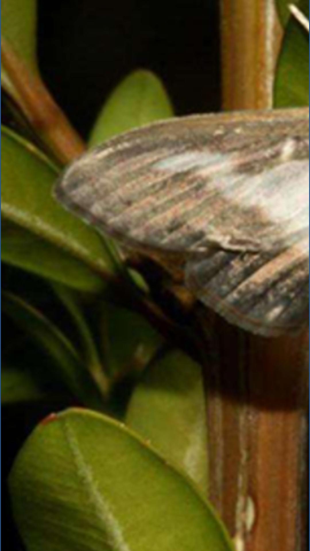 Box tree moth identified in 4 more Ohio counties | 10tv.com