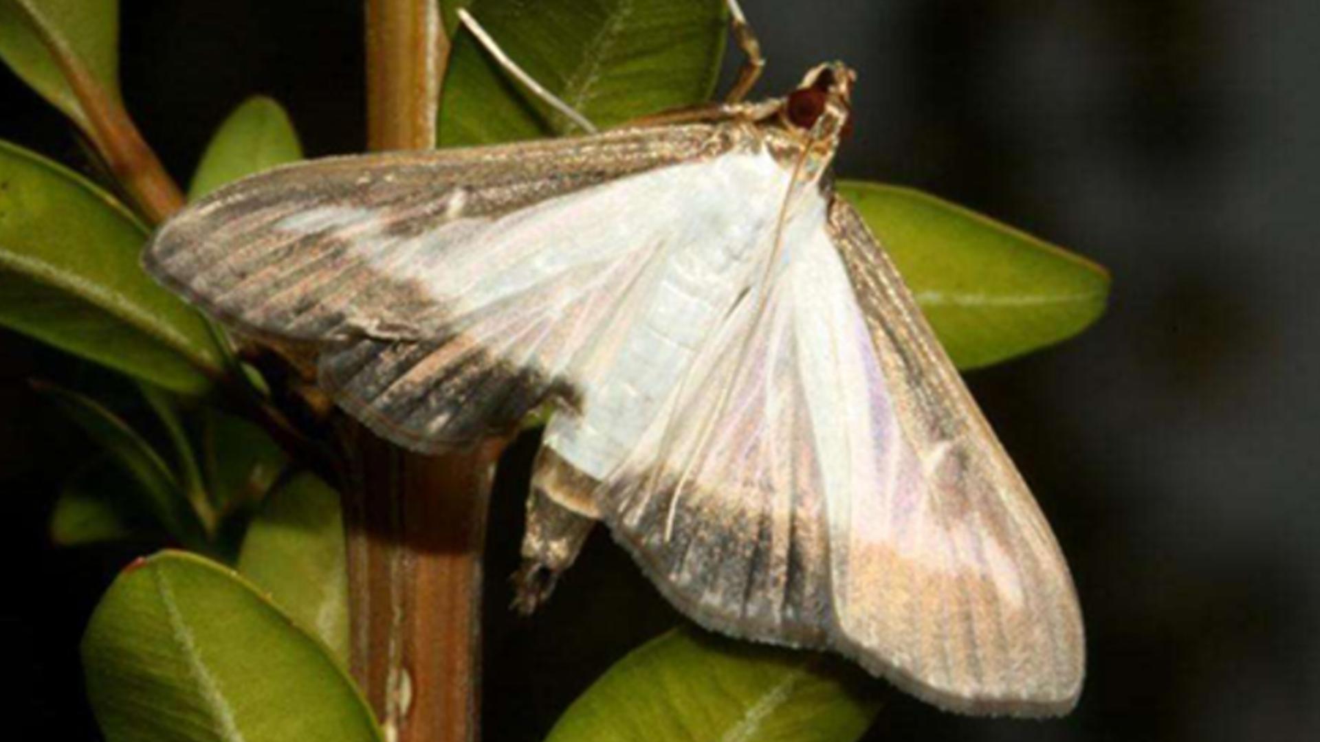 Box tree moth identified in 4 more Ohio counties | 10tv.com