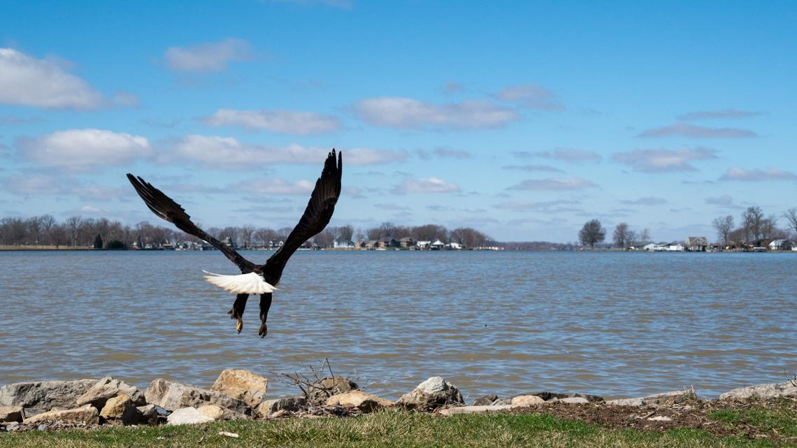 Bald eagle released by wildlife workers in Logan County | 10tv.com