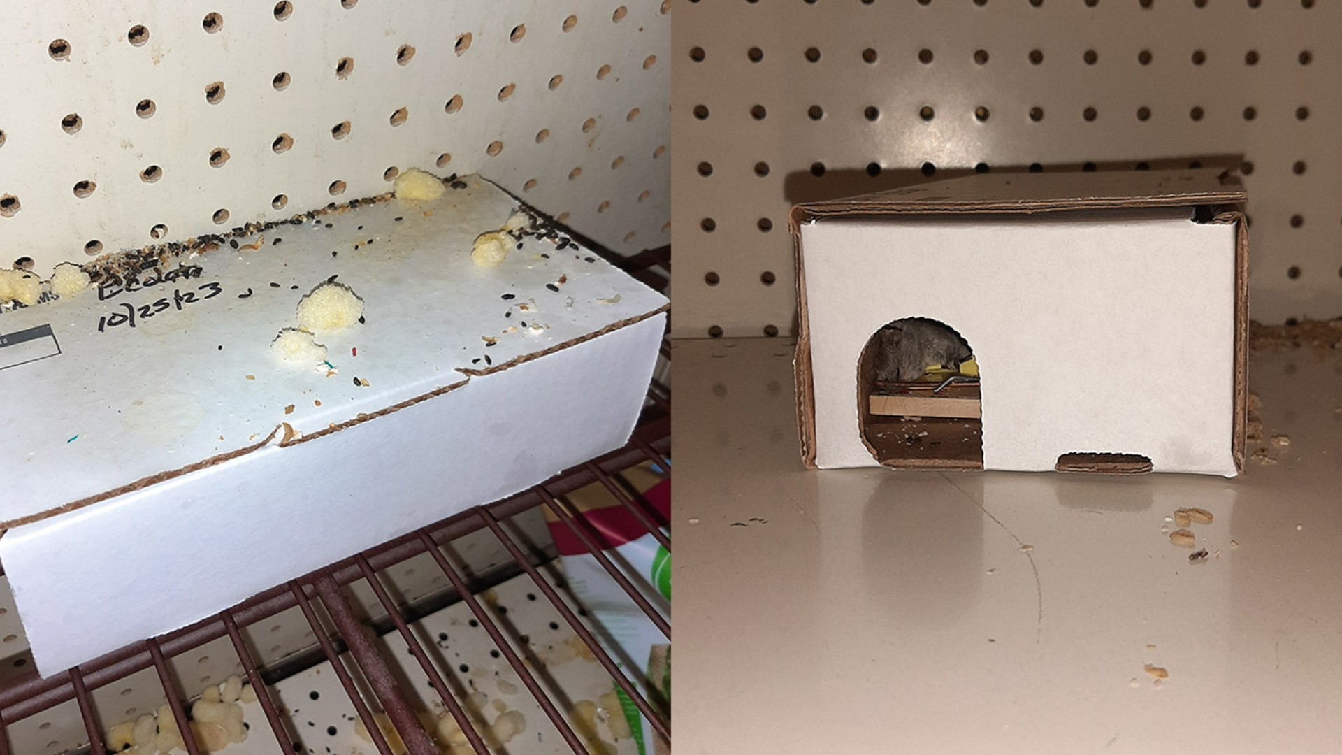 Columbus Kroger briefly shut down after mice found in store | 10tv.com