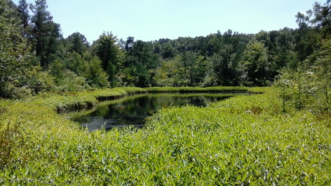Peat Bogs: Mother Nature's time capsule | 10tv.com