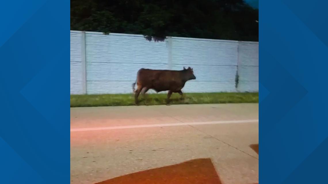 6 cows dead following crash on west Columbus highway | 10tv.com