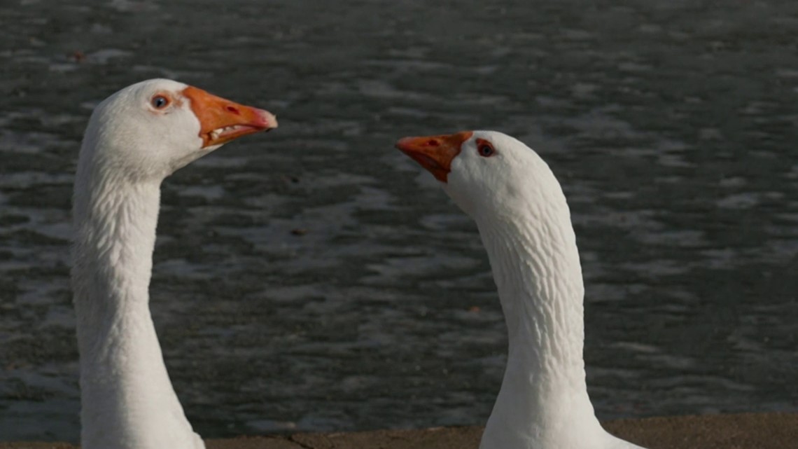 Cemetery in Iowa helps goose find new lover | 10tv.com