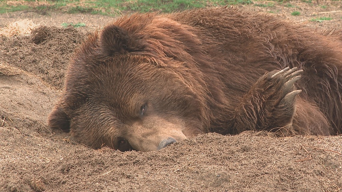 Columbus zoo to study how animals react to total solar eclipse in April ...