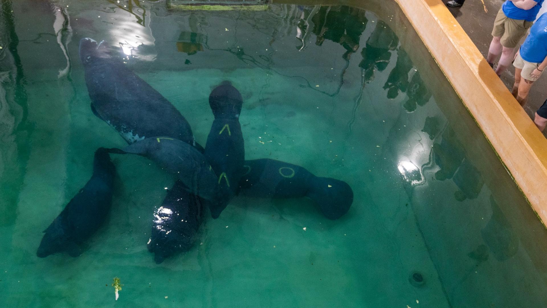 3 manatees arrive at Columbus Zoo | 10tv.com