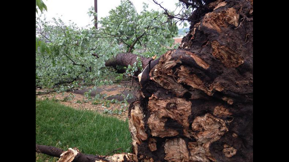 Storm Uproots Massive Tree In Chillicothe | 10tv.com