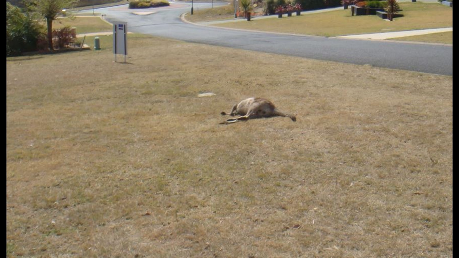 Community in shock after 20 kangaroos killed in apparent hit-and-run ...