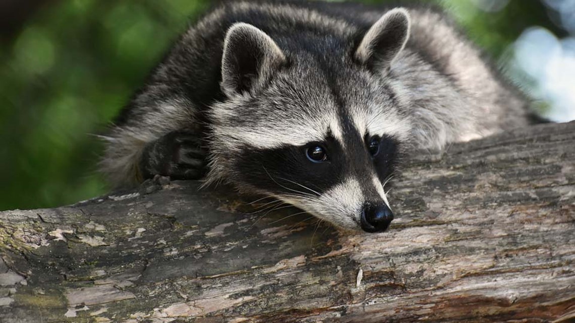 Officials say raccoon caused power outage for nearly 10,000 AEP Ohio ...