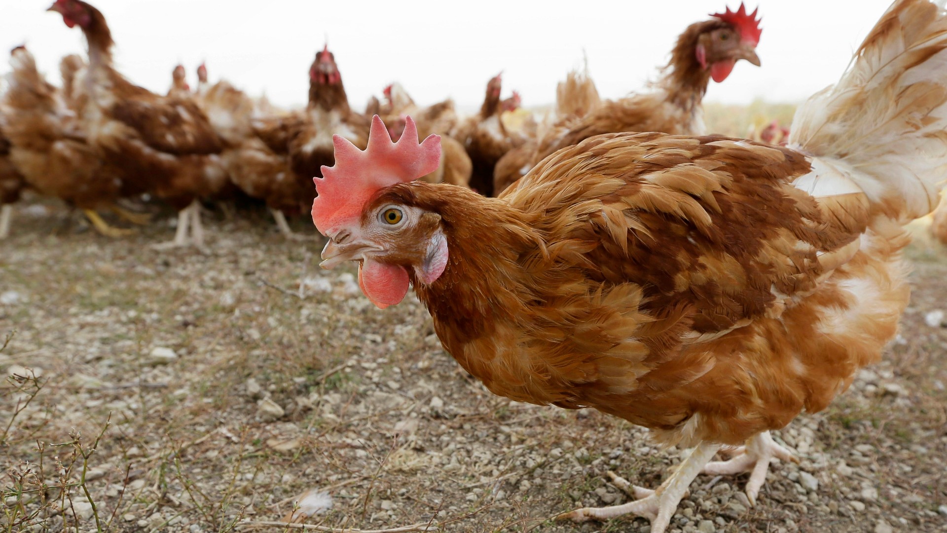 ODH reports first human case of bird flu in Ohio farm worker | 10tv.com