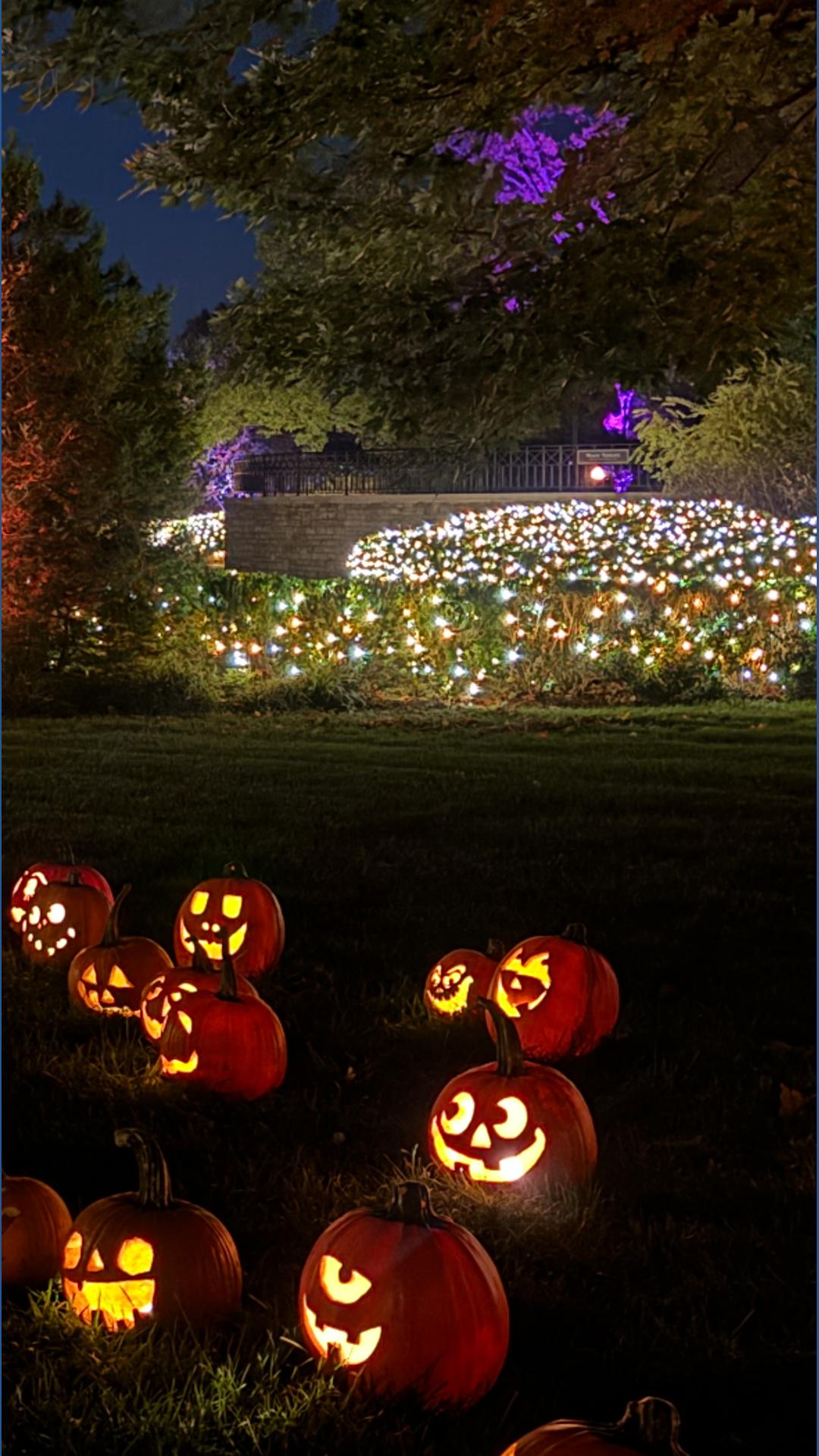 'Pumpkins Aglow' back at Franklin Park Conservatory | 10tv.com