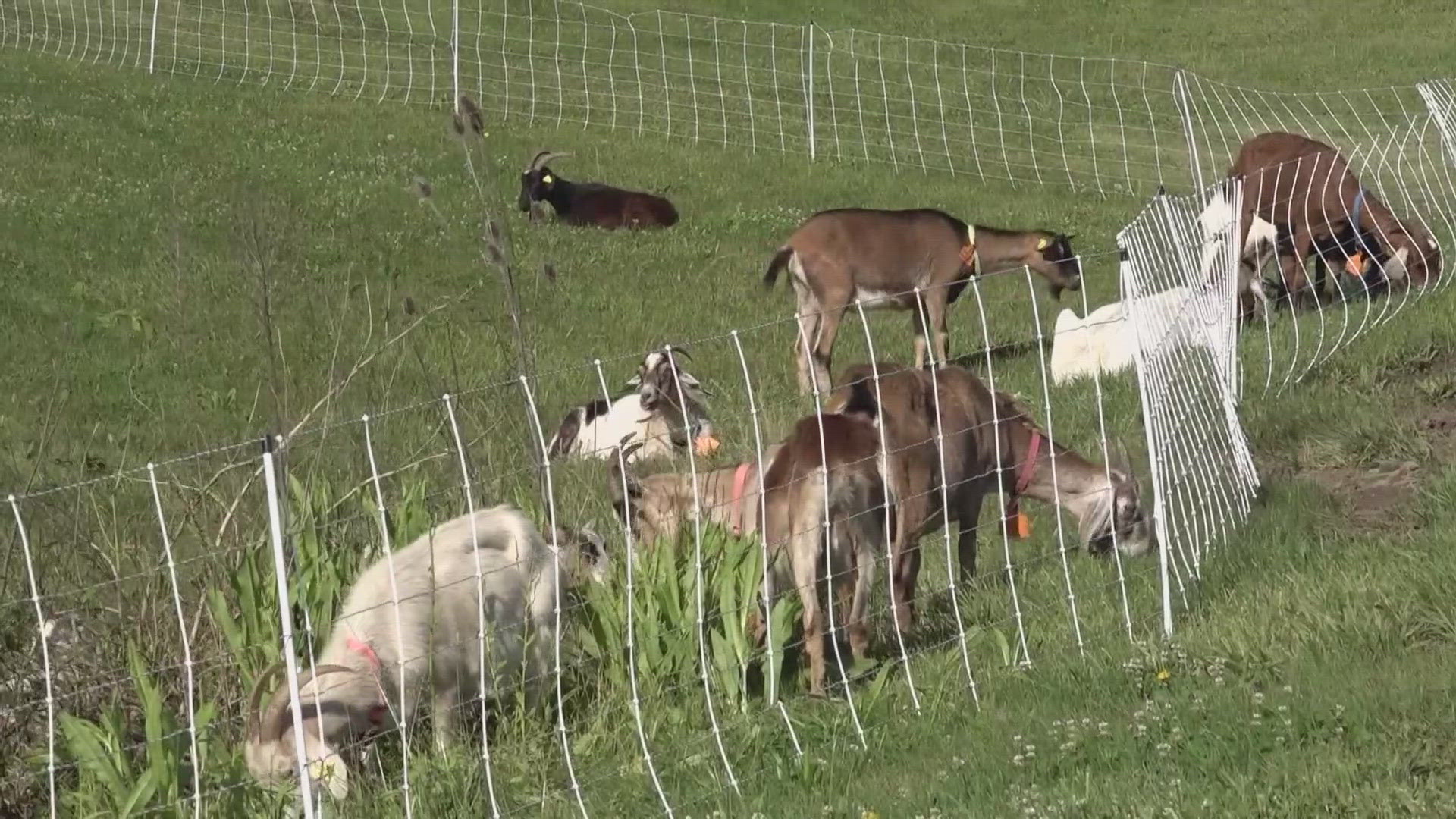 More than 30 goats help clear overgrown vegetation at south Columbus ...
