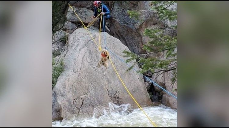 Dog rescued from 20-foot cliff above creek in Colorado | 10tv.com