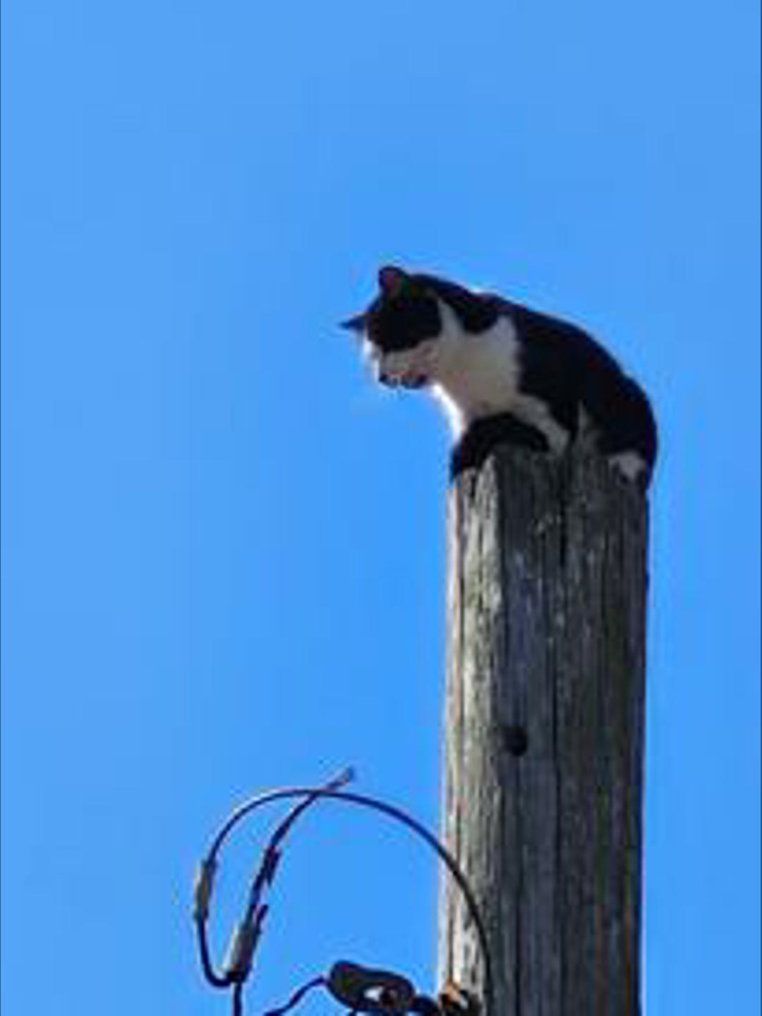 A sticky situation: Cat rescued from electric pole in Ross County ...