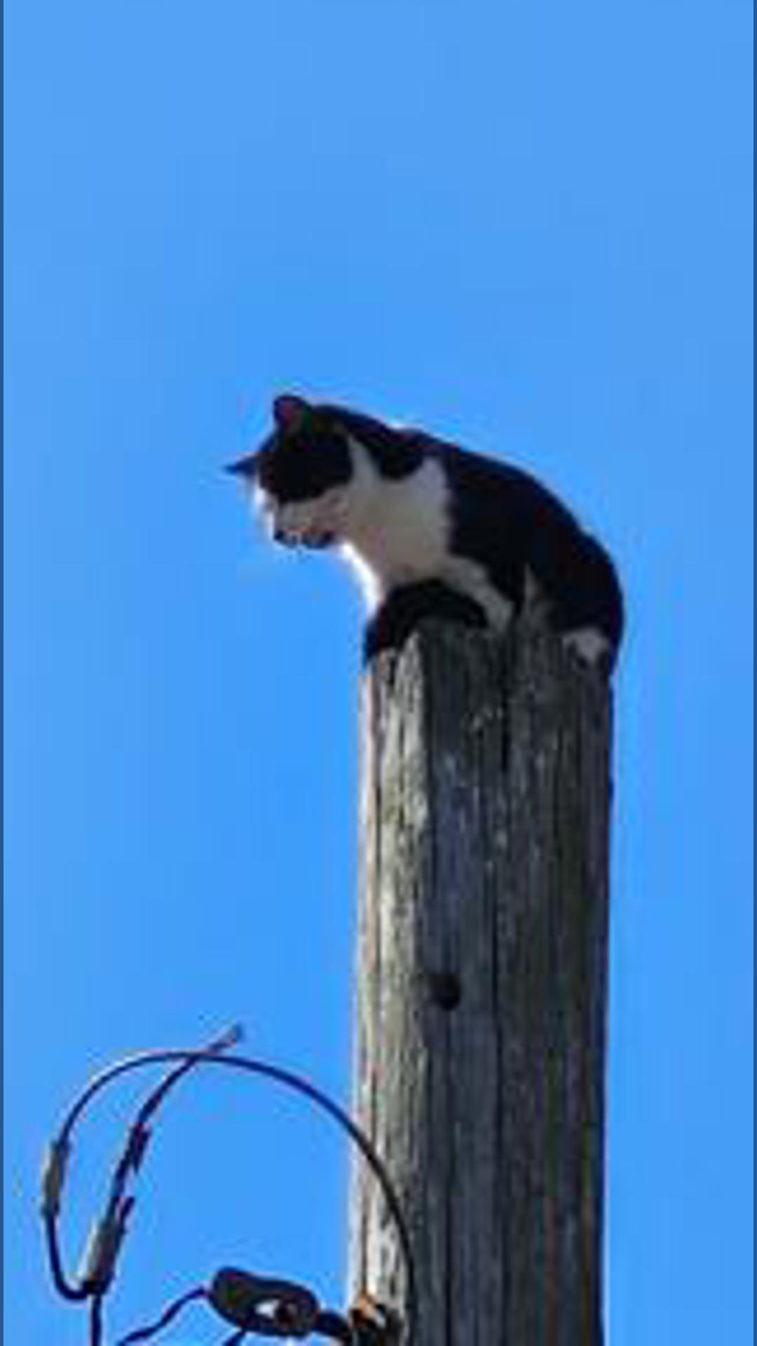 A sticky situation: Cat rescued from electric pole in Ross County ...