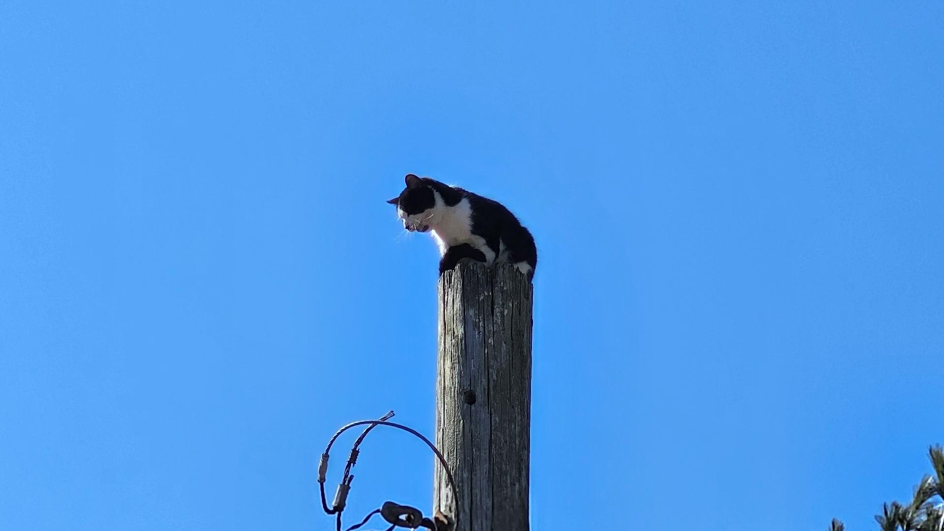 A sticky situation: Cat rescued from electric pole in Ross County ...
