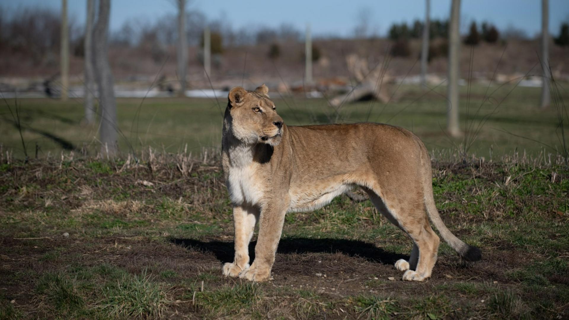Lioness euthanized at Columbus Zoo after door meant to separate lions ...