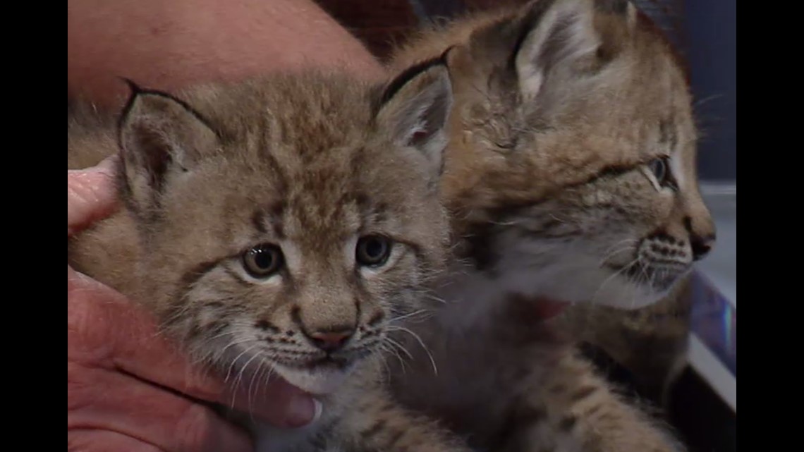 Baby Eurasian Lynx Visit 10TV | 10tv.com