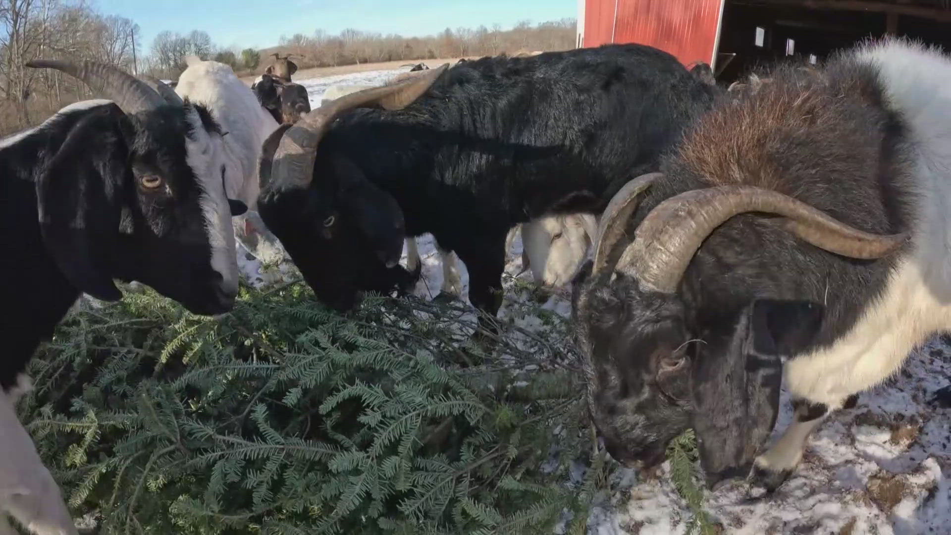 From tree to treat: Groveport farm feeds goats recycled Christmas trees ...