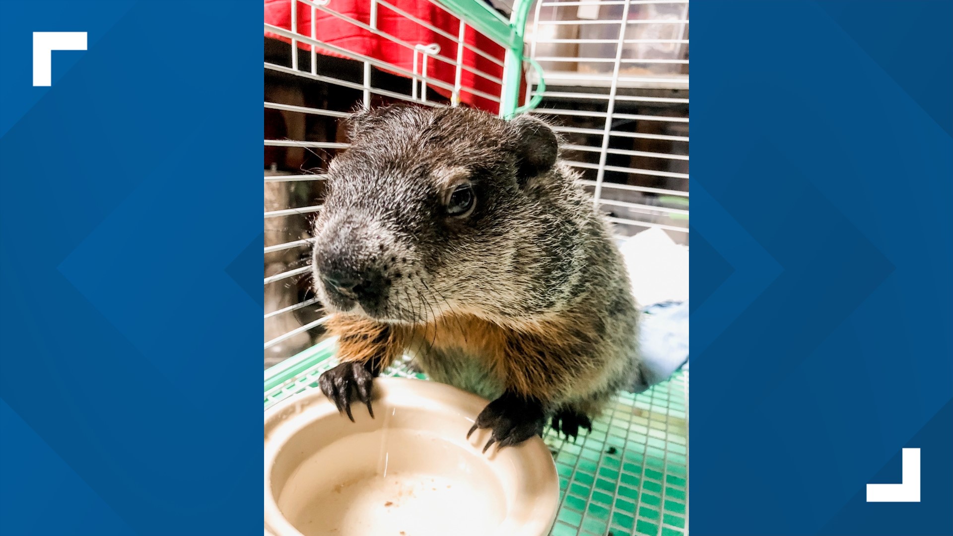 Buckeye Chuck does not see his shadow, predicts early spring for Ohio ...