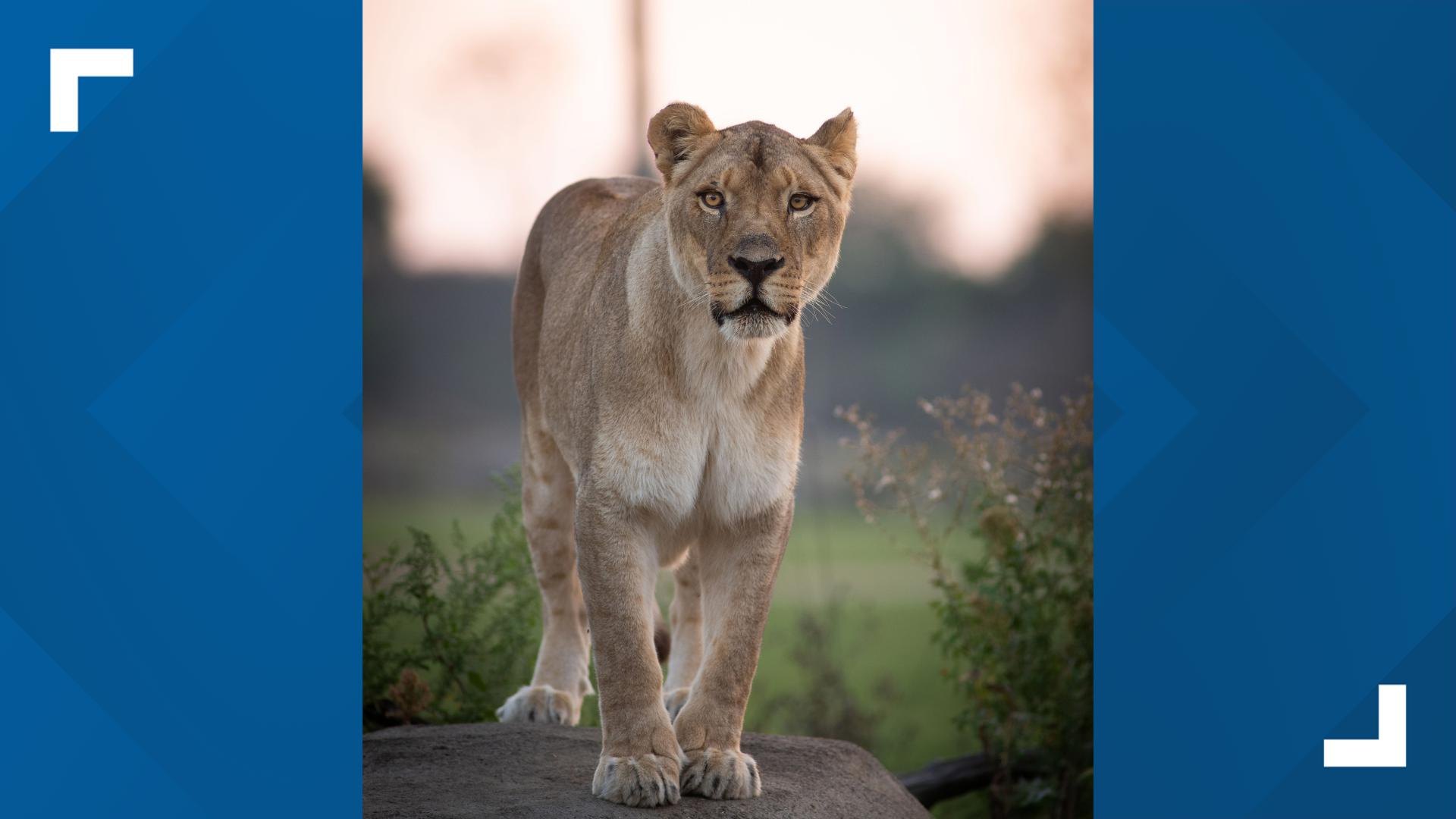 Lioness euthanized at Columbus Zoo after door meant to separate lions ...
