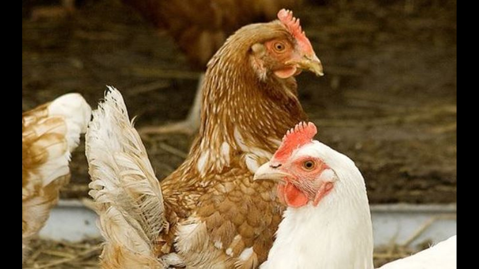 Principal Blames Students For Missing Chickens | 10tv.com