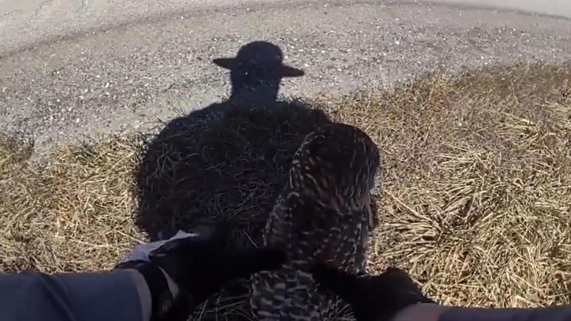 Bodycam video shows OSHP trooper rescue injured owl | 10tv.com
