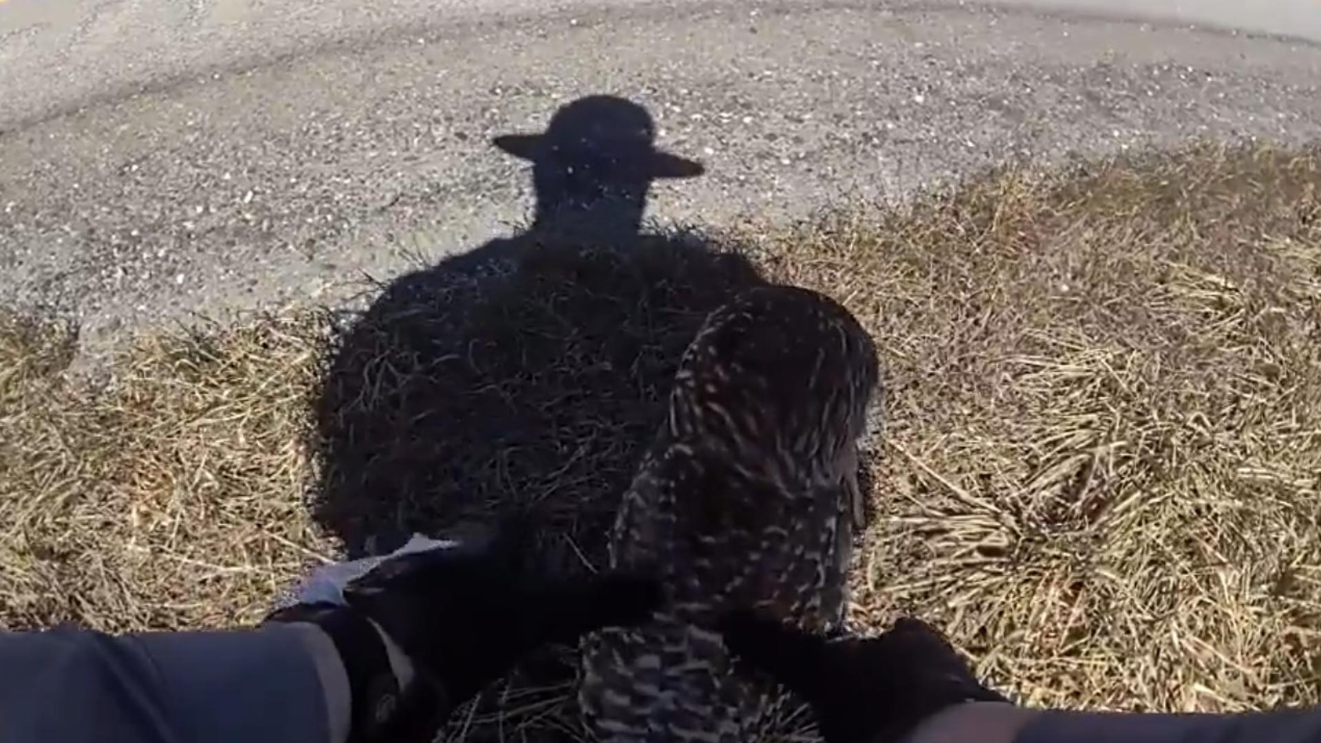 Bodycam video shows OSHP trooper rescue injured owl | 10tv.com