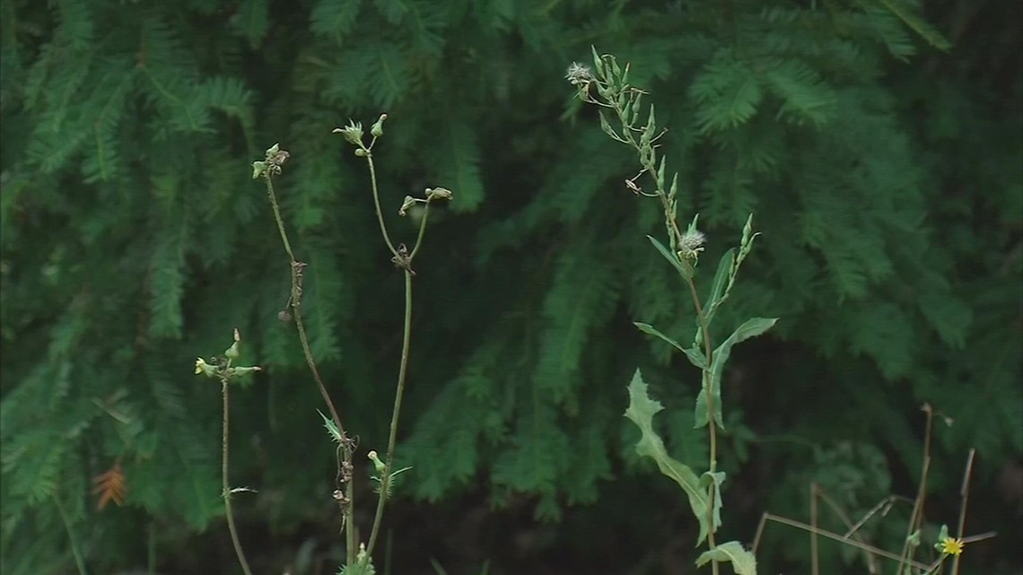 Different sizes of pollen particles could mean more problems for your ...