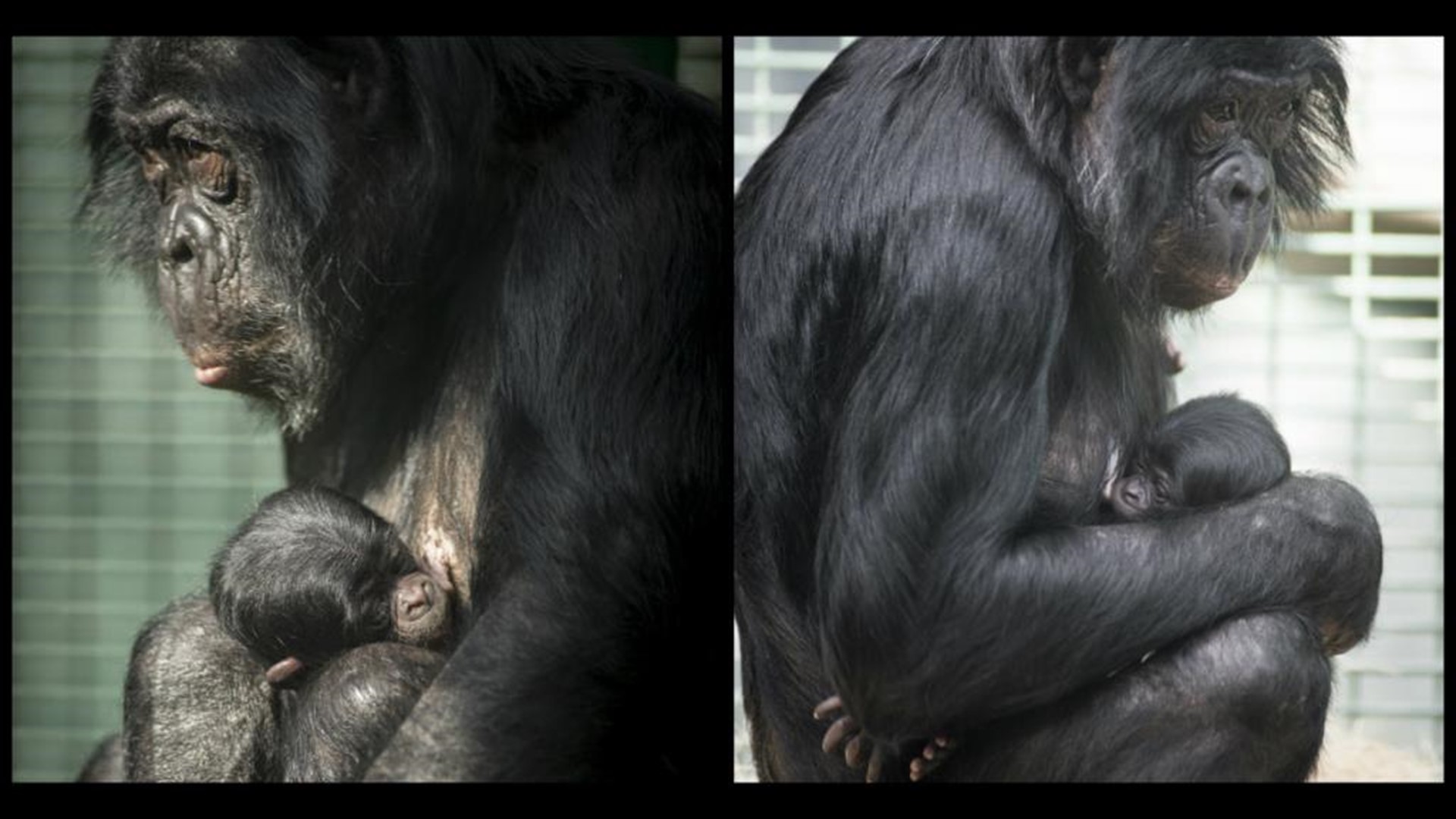 Columbus Zoo Shows Off New Baby Bonobo | 10tv.com