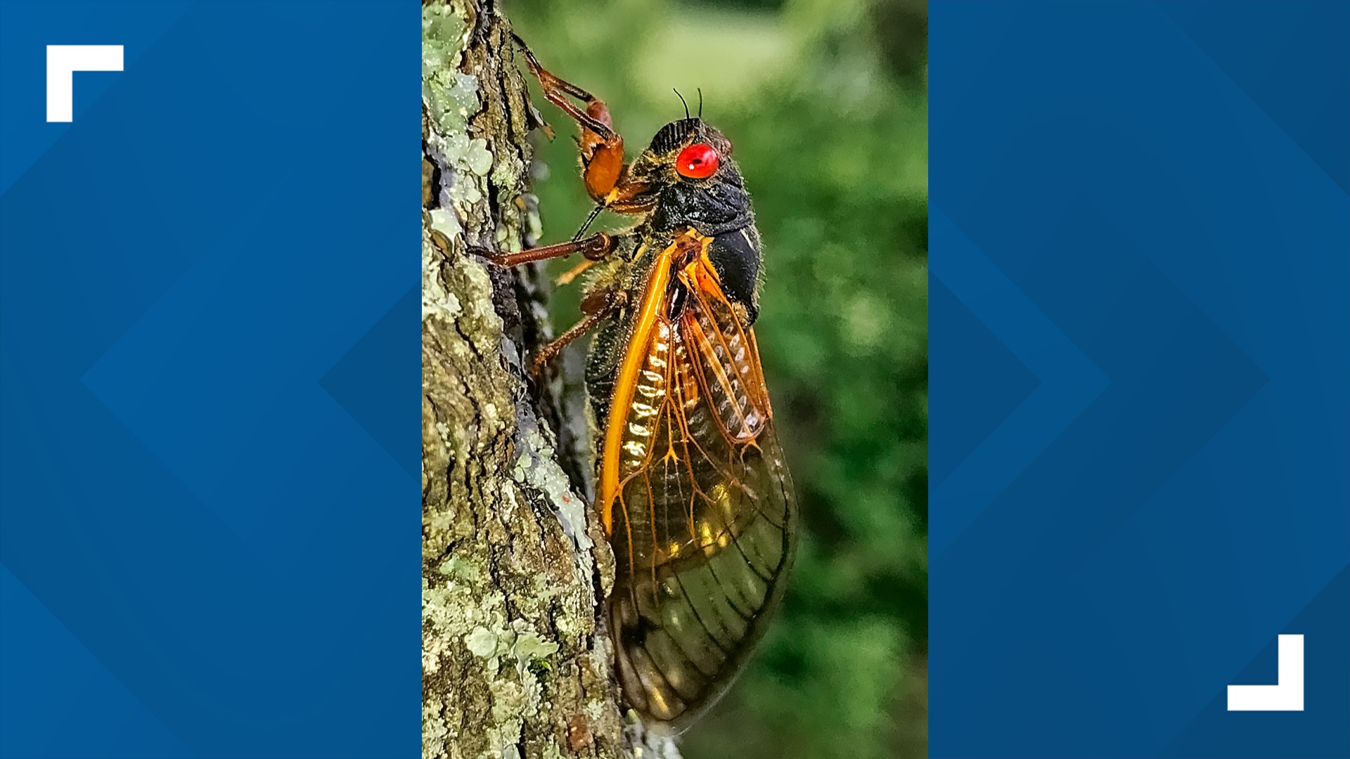 Brood X cicadas expected to invade parts of central Ohio by next week | 10tv.com