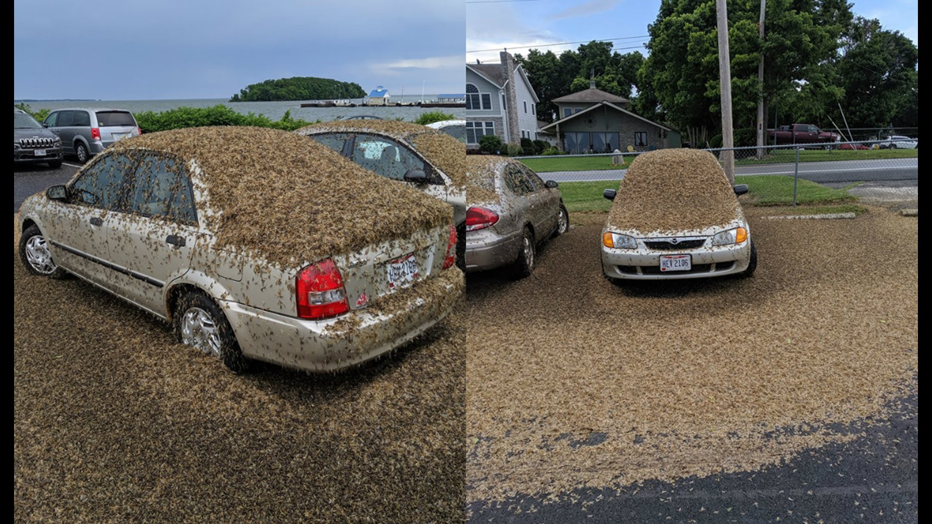 Swarm of mayflies cover car in northeast Ohio | 10tv.com