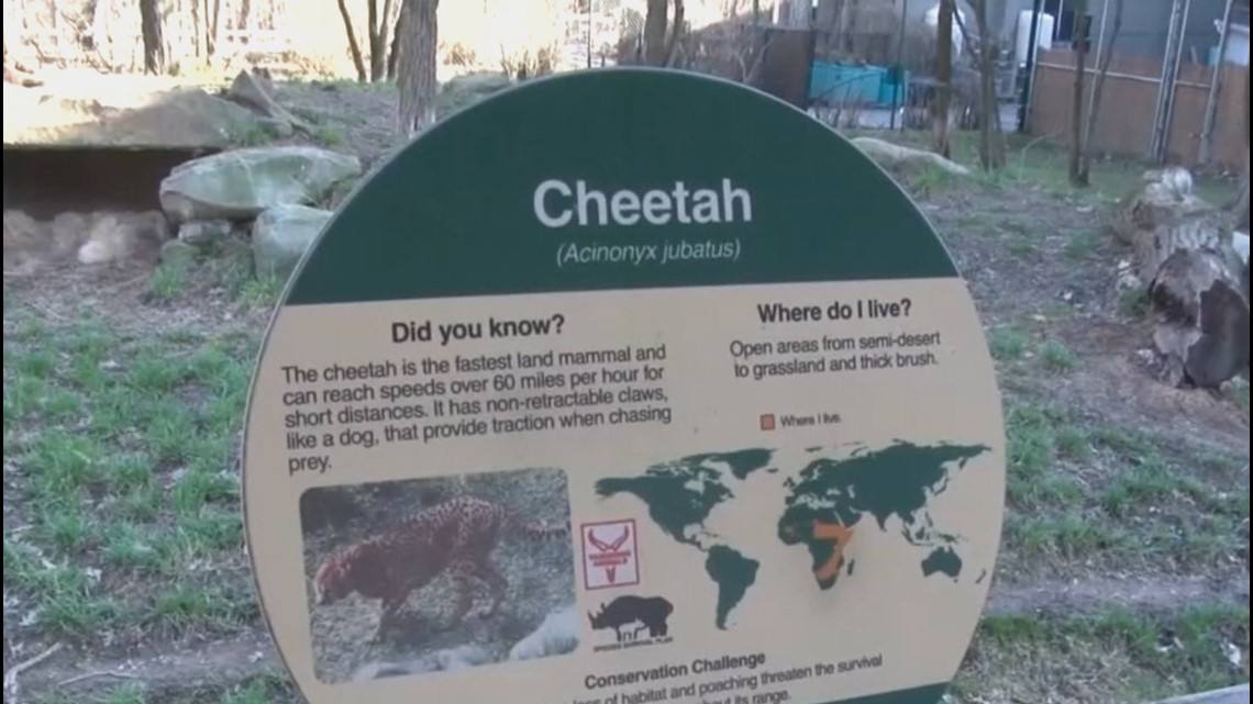 Mom Who Dangled, Dropped Son Into Cleveland Zoo Cheetah Pit Gets ...