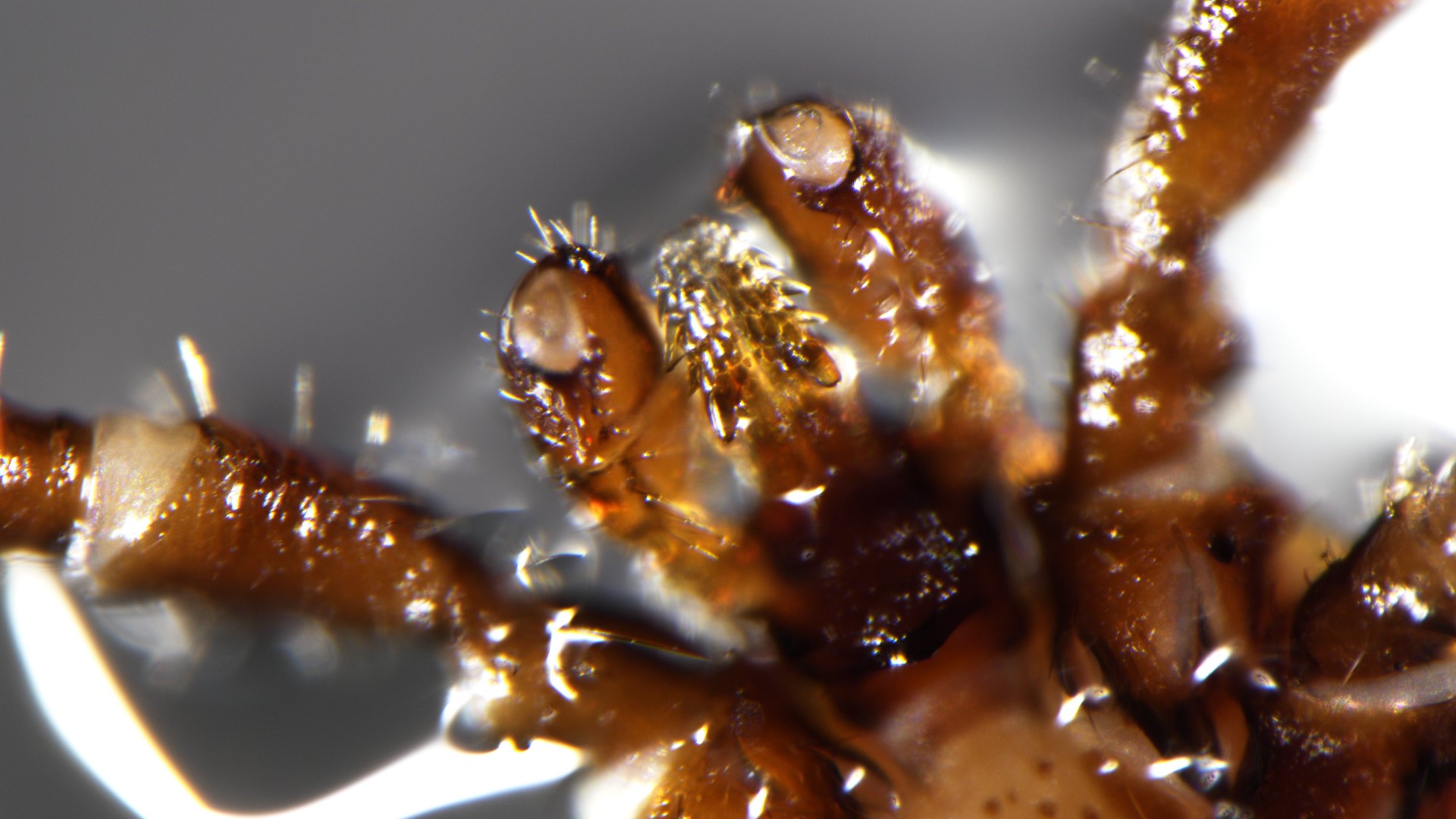 Tick season has arrived in central Ohio | 10tv.com