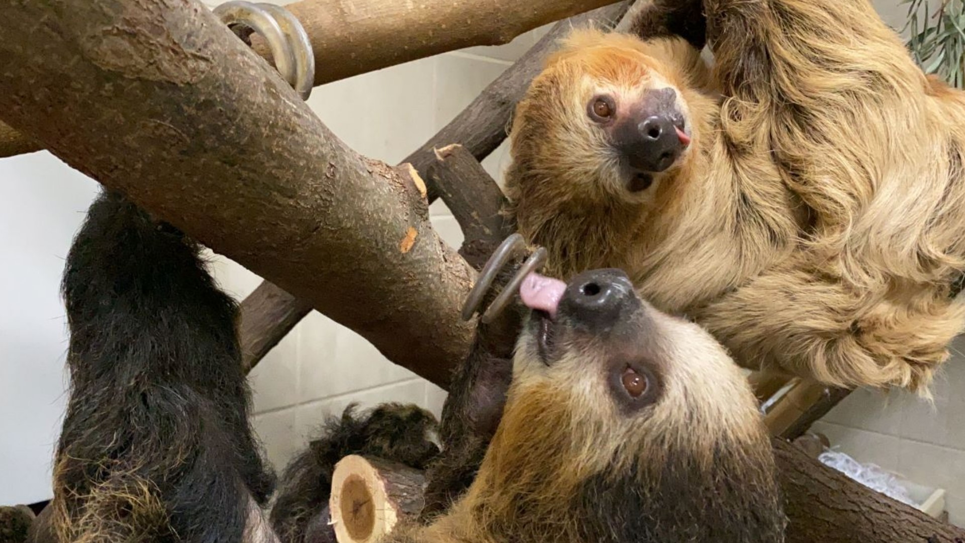 Cincinnati Zoo's 10-year-old sloth is pregnant | 10tv.com