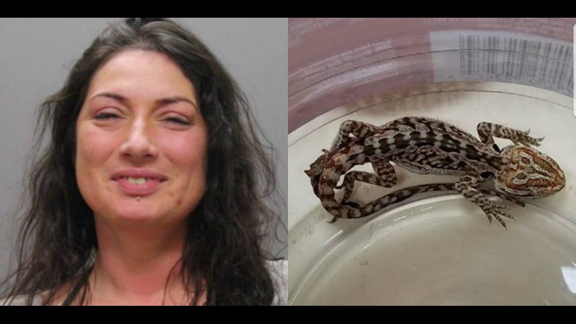 Police: Drunken driving suspect had lizard in bra | 10tv.com